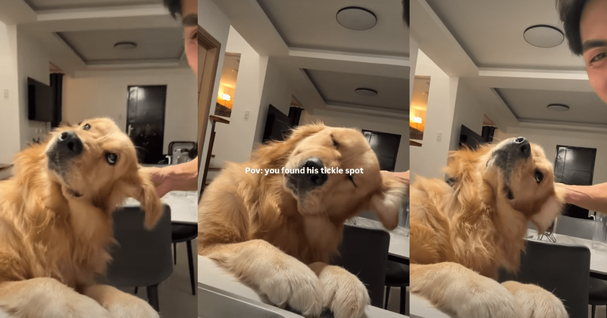 Golden retriever's reaction to dad's tickles is too cute to handle