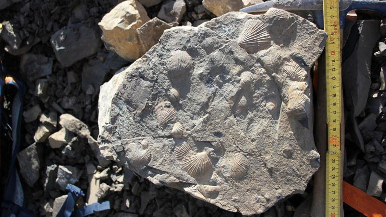 Ancient oceans started to suffocate 8 million years before the Triassic ...