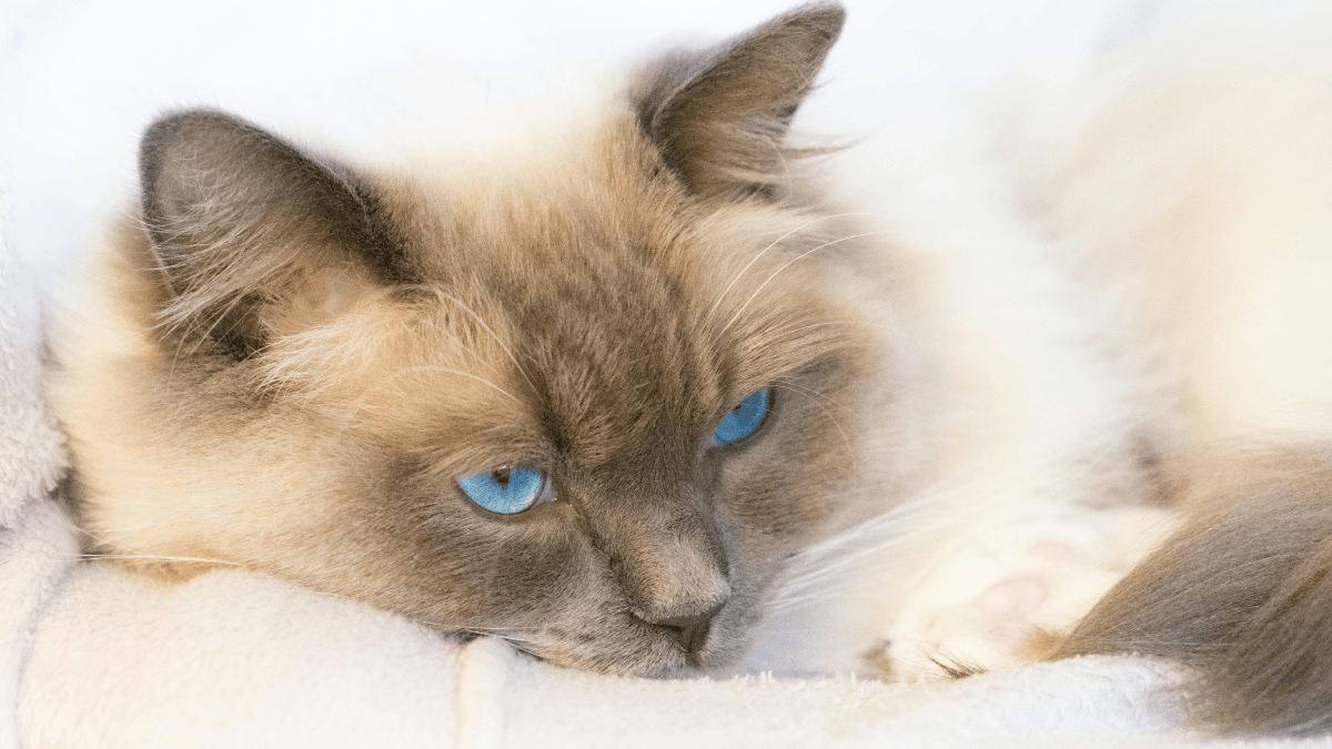 Simple things that help your cat trust you more and feel truly loved