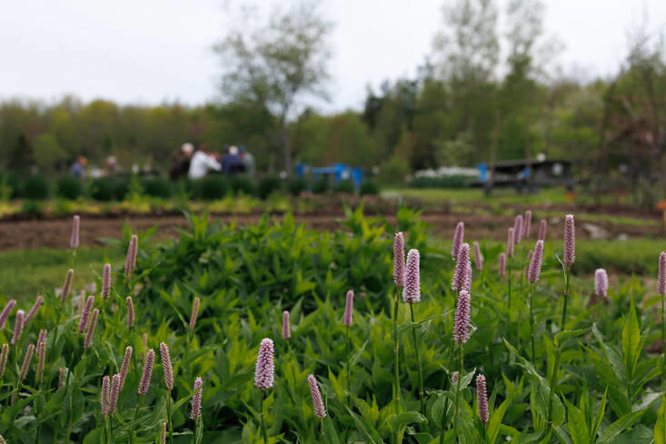 Gardening 101: How to grow bistort, a buckwheat relative