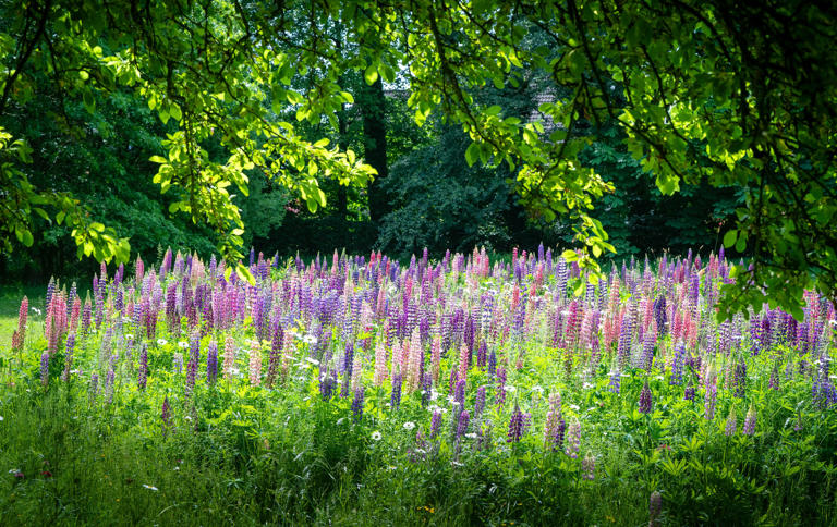Breathtaking lupins in full bloom draw bees to Longton
