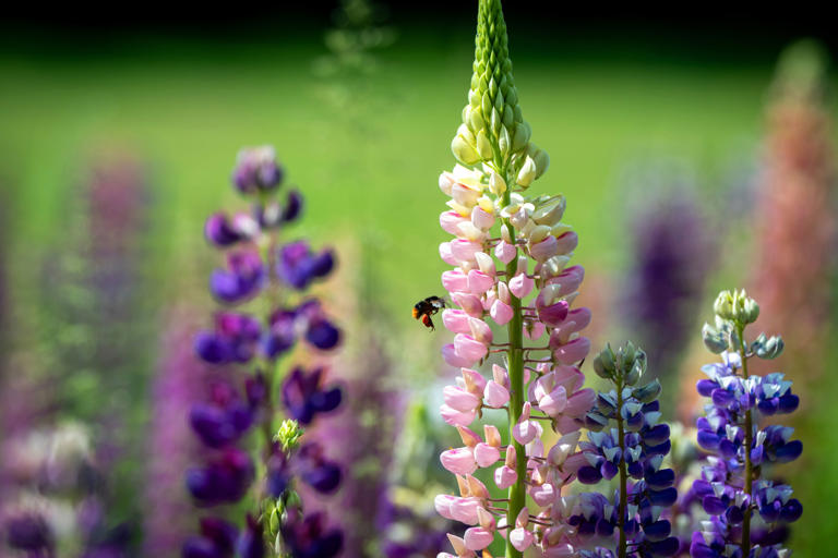 Breathtaking lupins in full bloom draw bees to Longton
