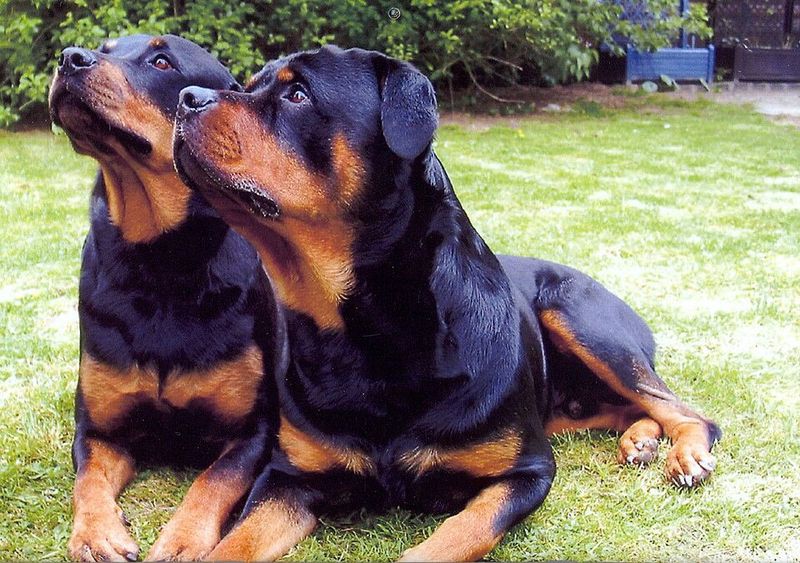 10 controversial dogs owners still love, plus 3 breeds that check ...