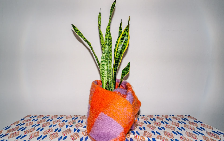 Snake plant care made simple for busy plant lovers