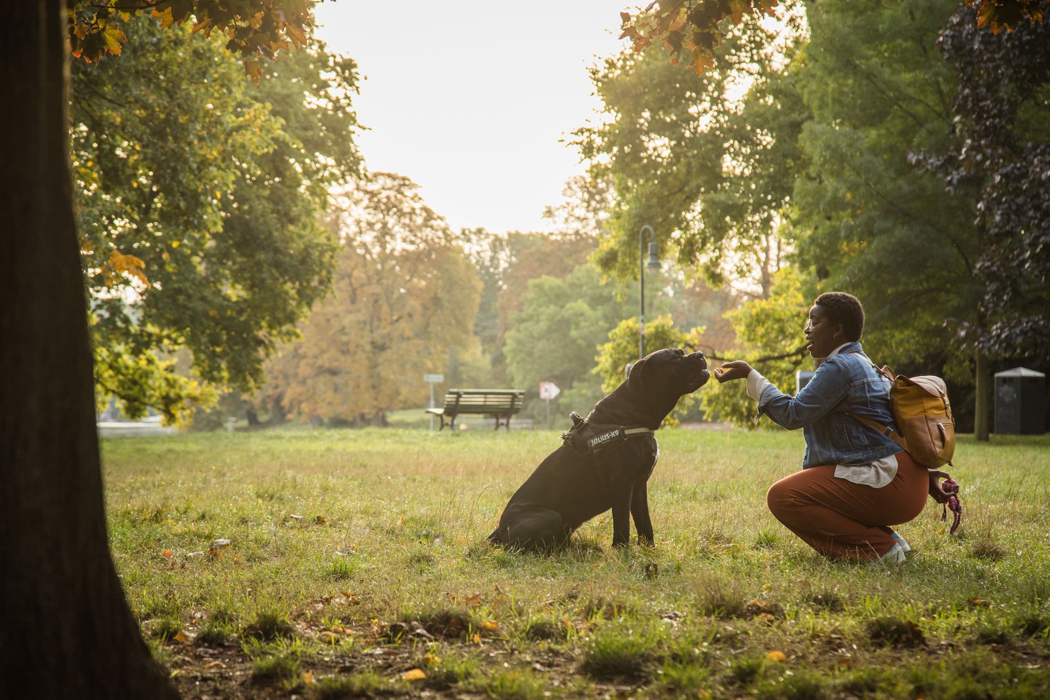 'Do it!' What dogs can learn by watching you