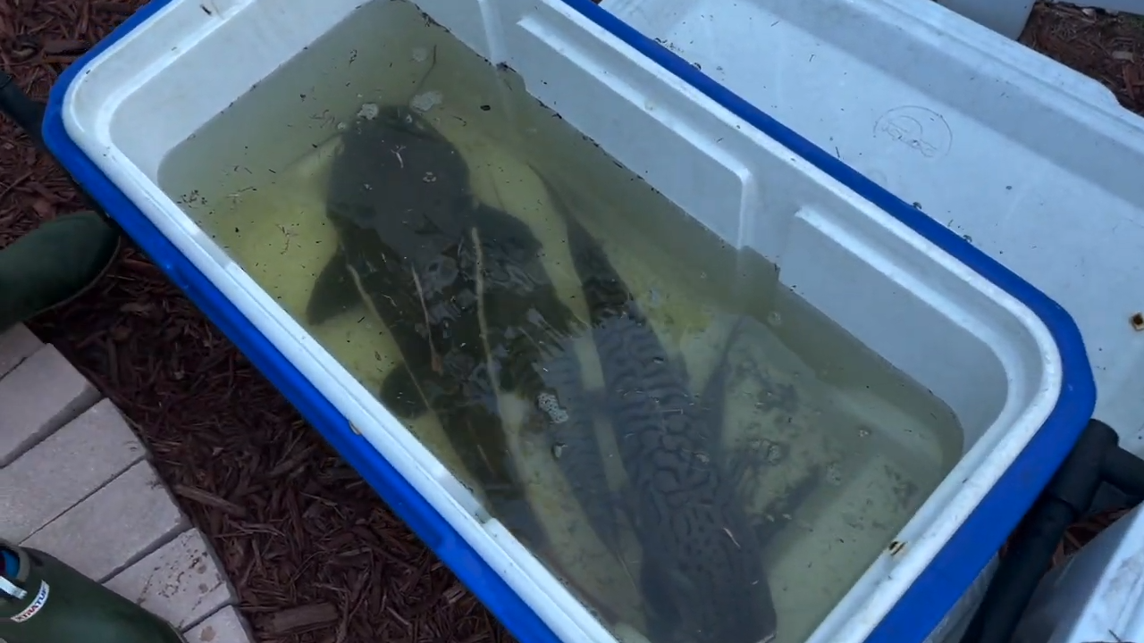 The pond was ready - then the giant fish started jumping