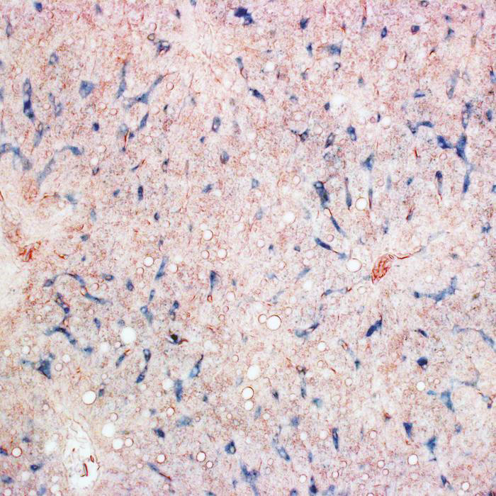 Pigeons literally rely on gut feeling for homing ability, study finds
