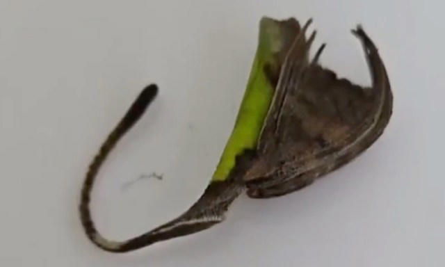 Tiny spider looks exactly like a curled dead leaf hanging from silk in ...