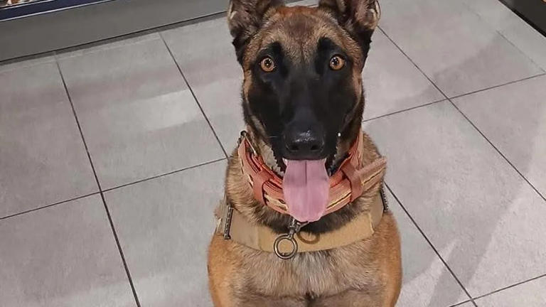Woolworths employs K9 unit for security after bomb incidents