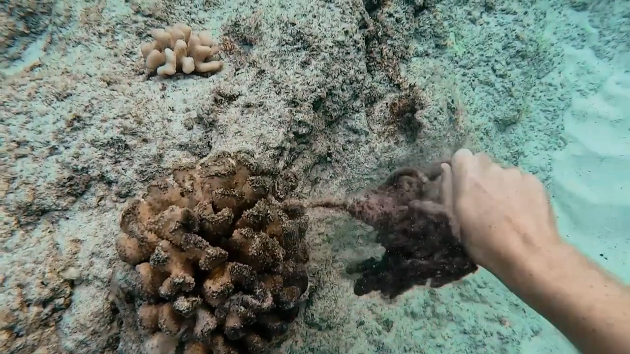 Watch what happens when I cut fishing line off the reef