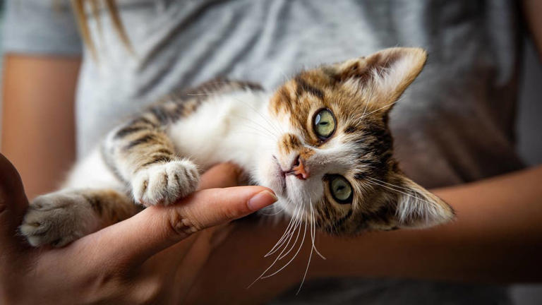 7 devoted cat breeds that are true companions