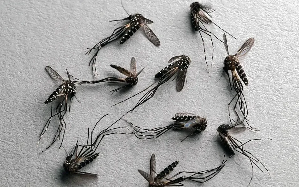 Google seeks approval to release 32 million sterile mosquitoes