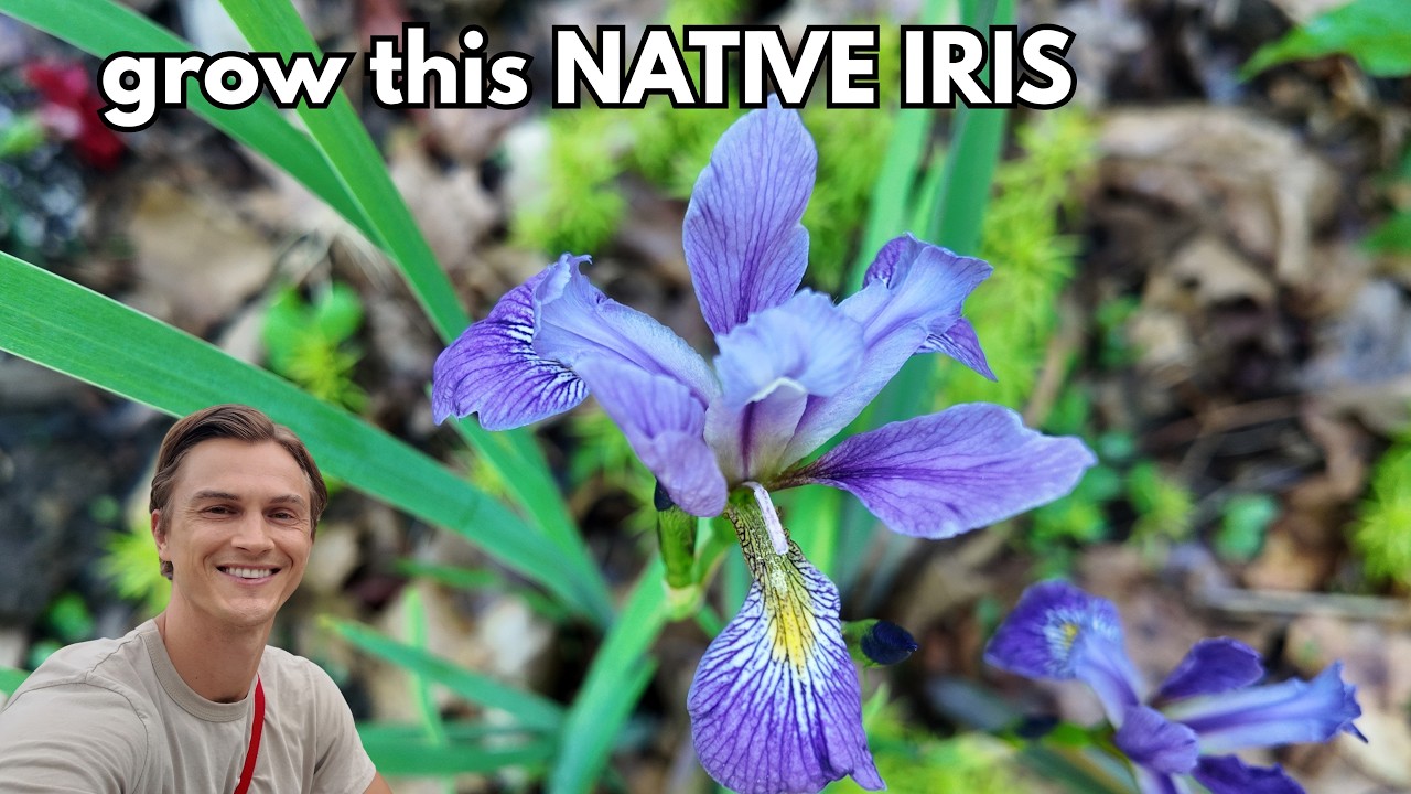 Purple flame iris - how to grow iris versicolor