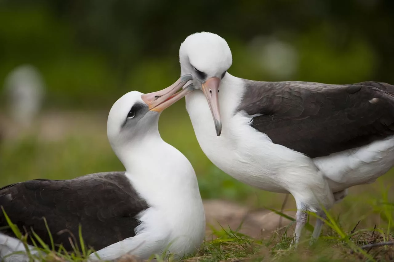 Wisdom, l’albatros qui a plus d’anniversaires que vous