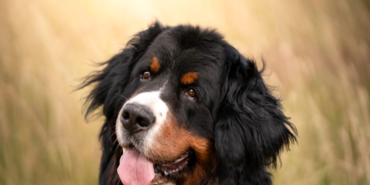 7 calm dog breeds for laid-back owners who want a little less hard work