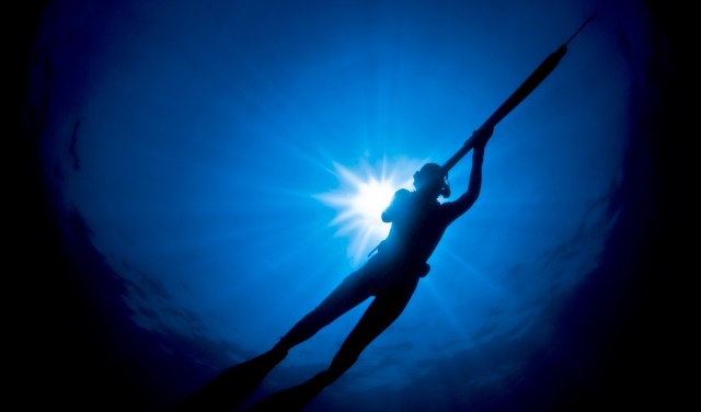 Spearfisher killed by suspected bull shark on Great Barrier Reef in ...