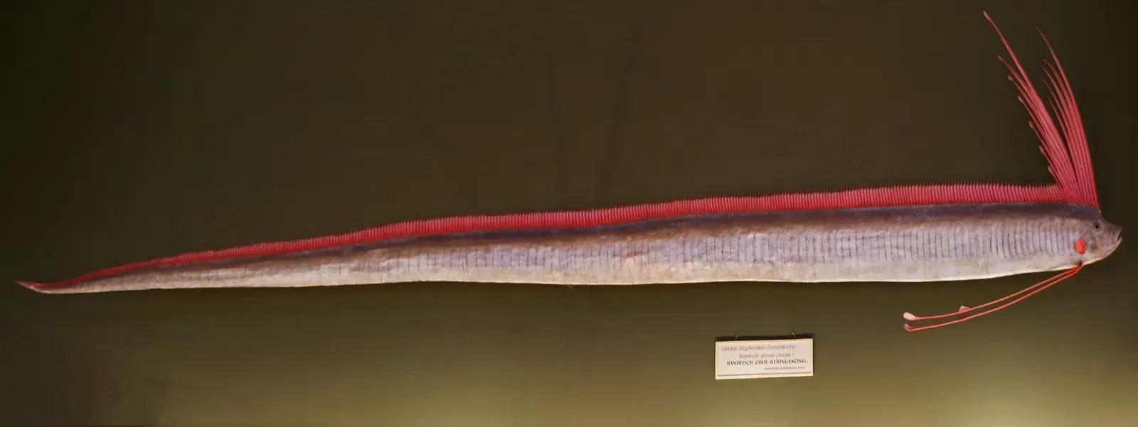 Deep-sea creatures emerging during unusual ocean conditions