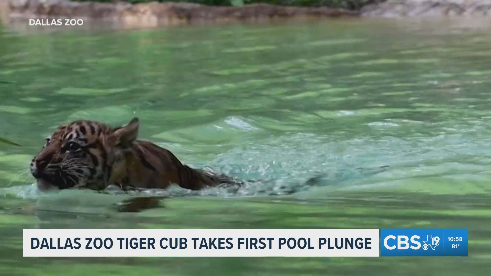 Tiger cub takes first swim at Dallas Zoo amid summer-like heat