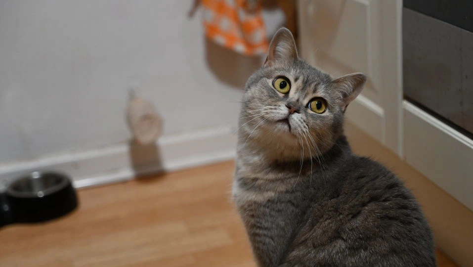 Smart feeding tips every cat parent needs