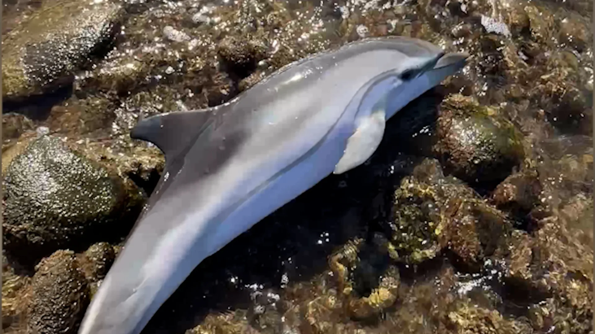Friends rescue stranded baby dolphin from rocky shore in Spain