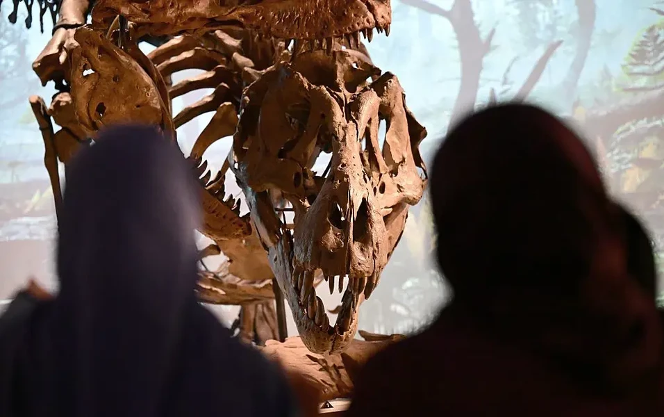 Study links T rex's tiny arms to powerful skull evolution