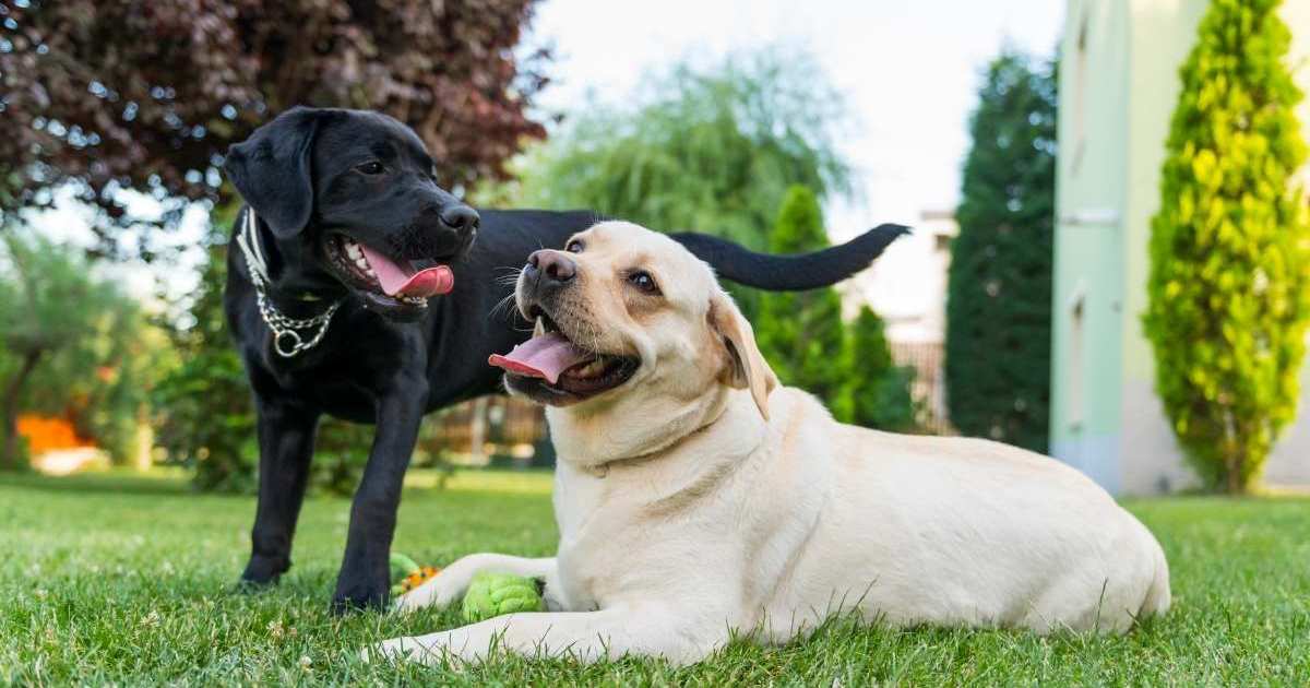 Dog parents bring fur babies to festival specially designed for them