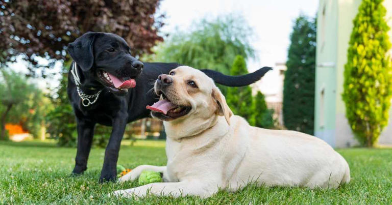 Dog parents bring fur babies to festival specially designed for them