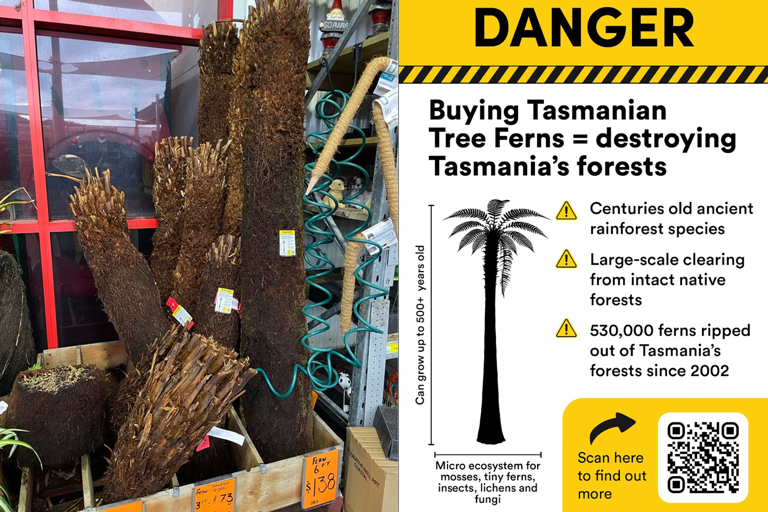 Ancient Aussie tree found for sale 17,000km away exposes alarming issue