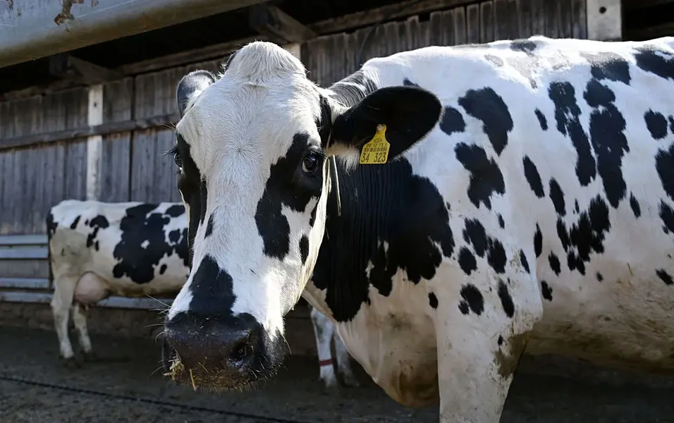 Smart and sustainable livestock farming tips