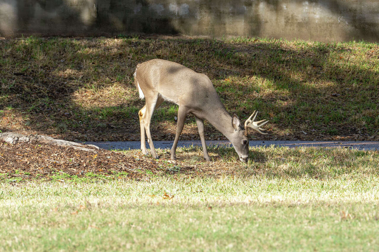 New Braunfels man accused of beheading 13 bucks. What are Texas deer ...