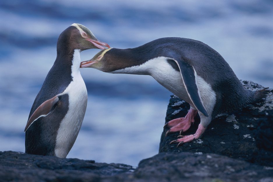 Yapok, yak, yidiyidi ... 14 amazing animals beginning with 'Y ...
