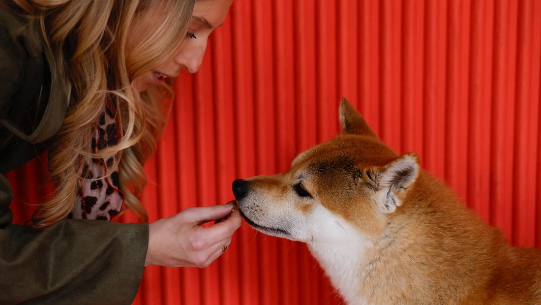 12 clear signs your dog loves you