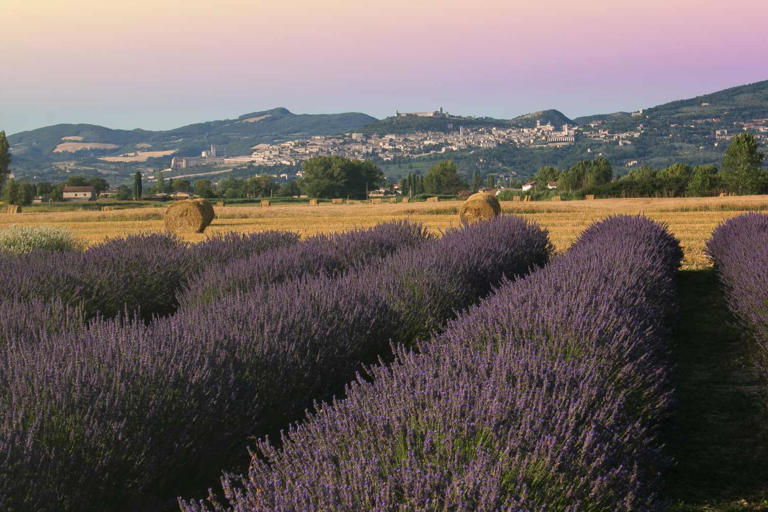 C’è un campo di lavanda vicino ad Assisi che sembra di essere in Provenza