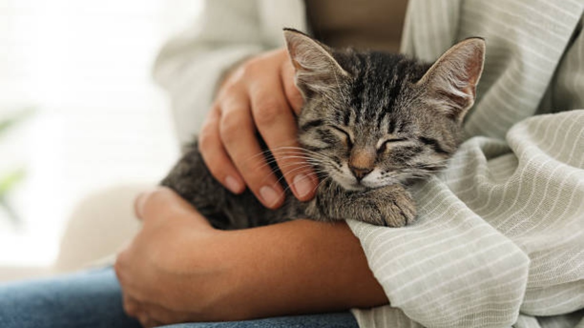 5 secret tips to keep your cat well hydrated at all times (especially ...