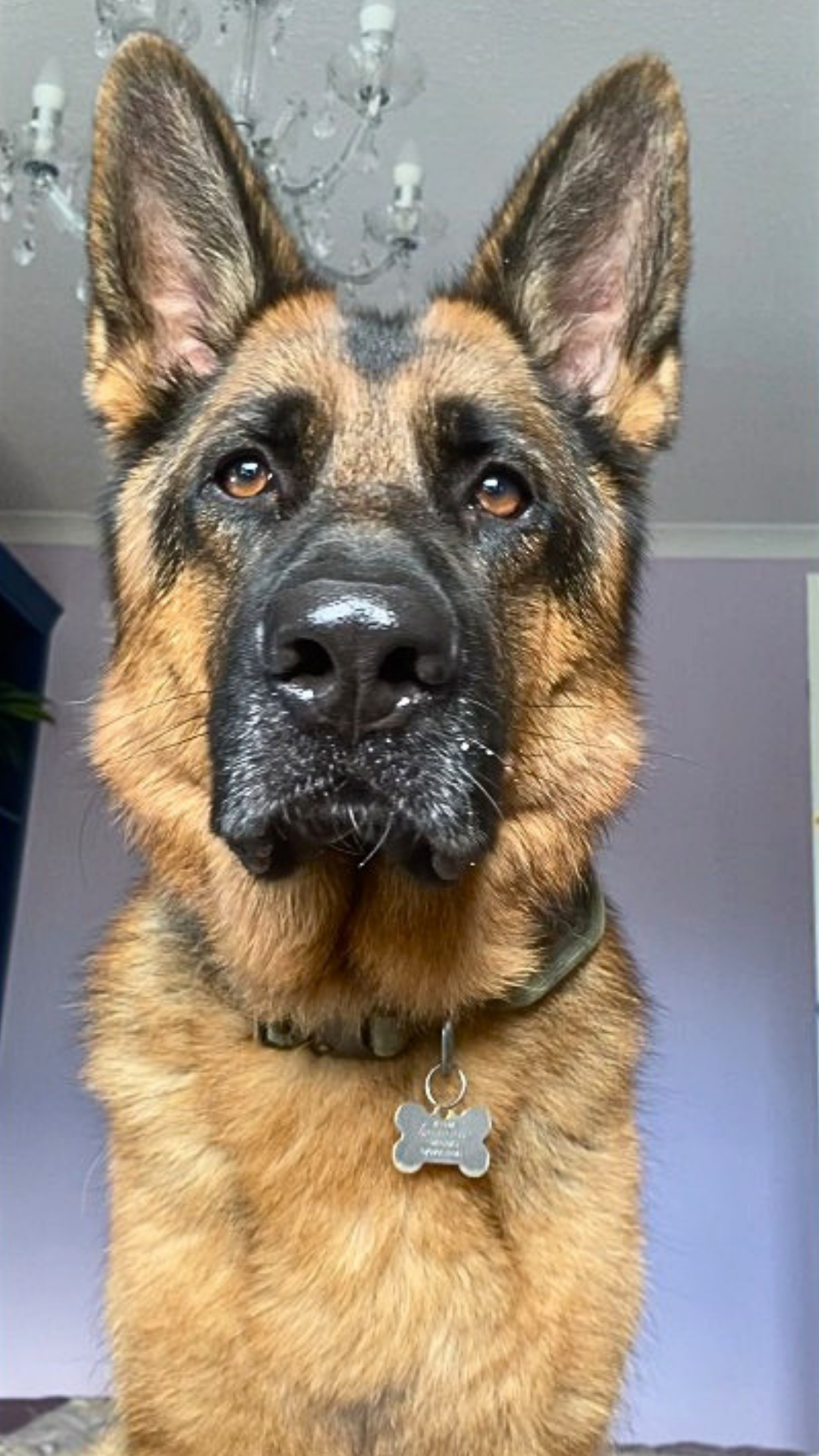 Life Without A German Shepherd Is Like Missing Tooth