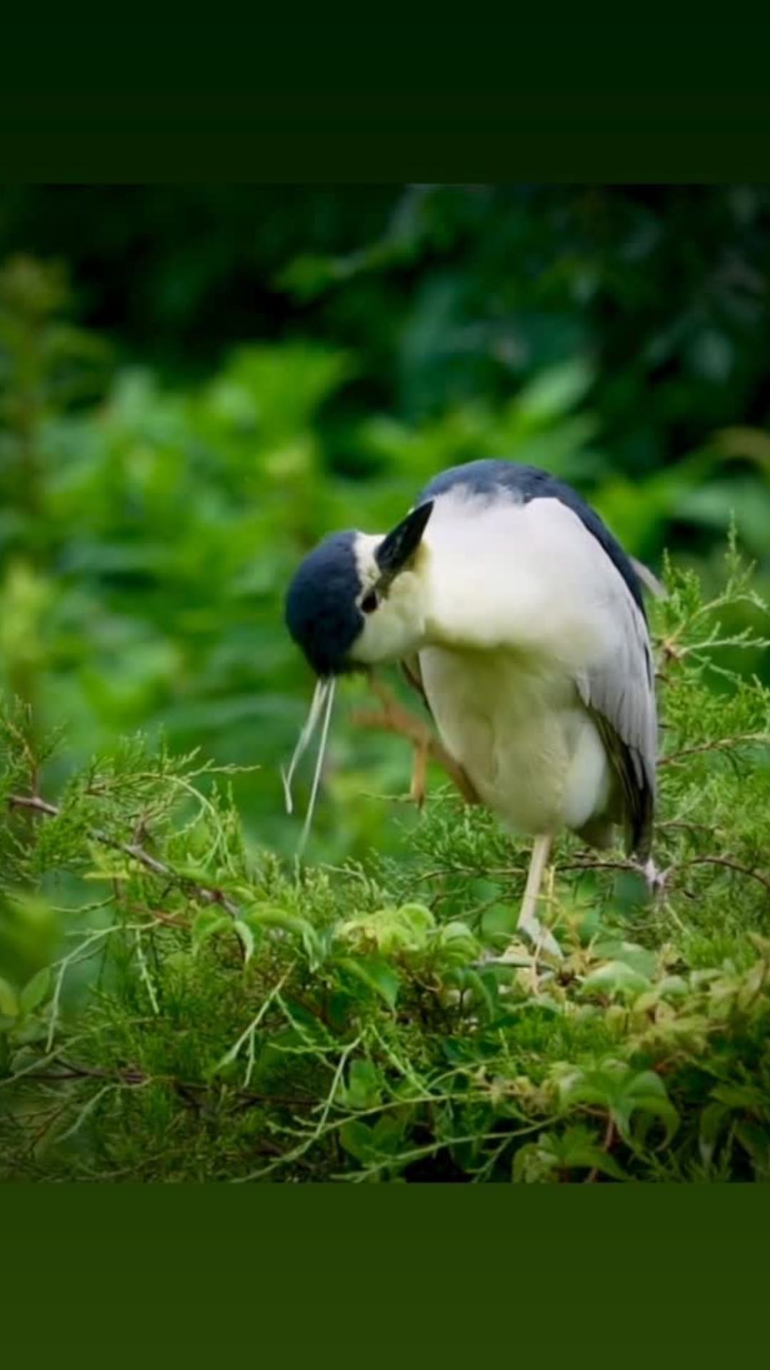 The beauty and purpose of black-crowned night-heron plumes