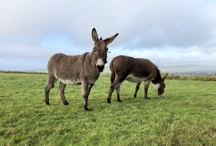 10 qualities that make donkeys a pet worth considering