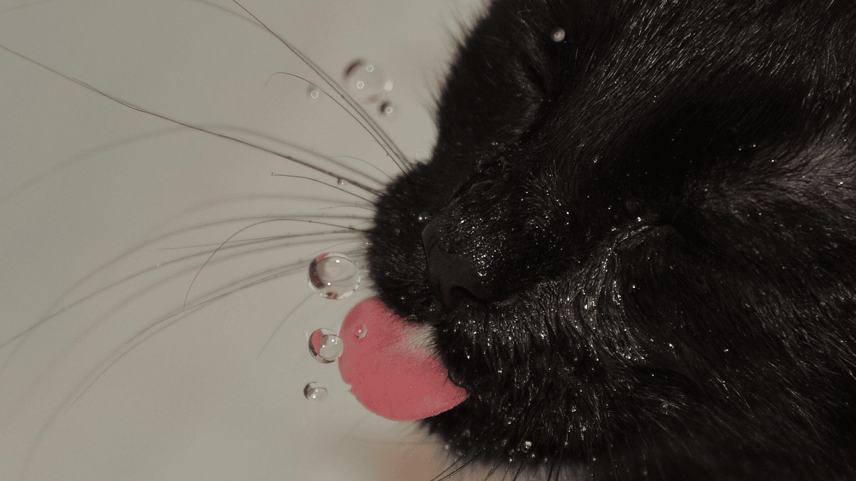 5 secret tips to keep your cat well hydrated at all times (especially ...