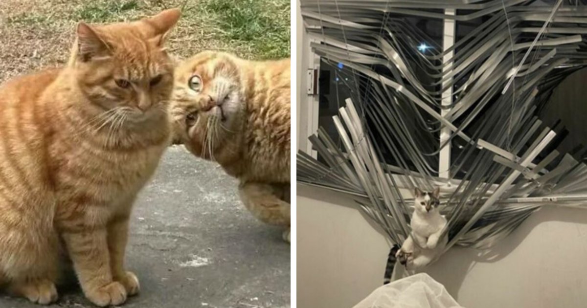 39 funny photos that prove cats are the internet’s favorite tiny creatures