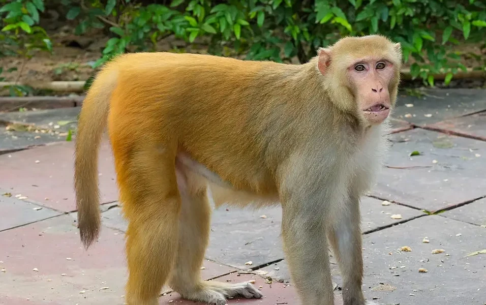 Monkey's cash-snatching spree in UP court sparks viral frenzy