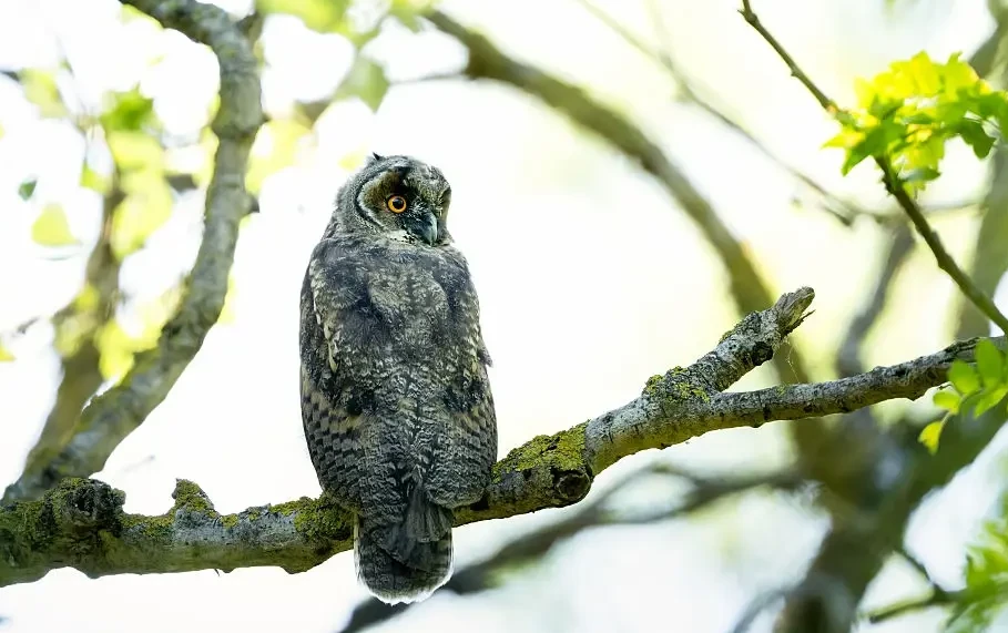 How to make your yard a true owl haven