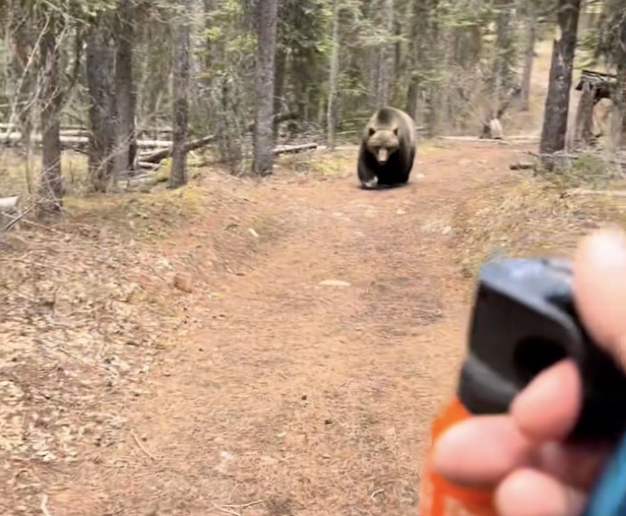 Grizzly bear closely follows hiker down trail @ Banff National Park