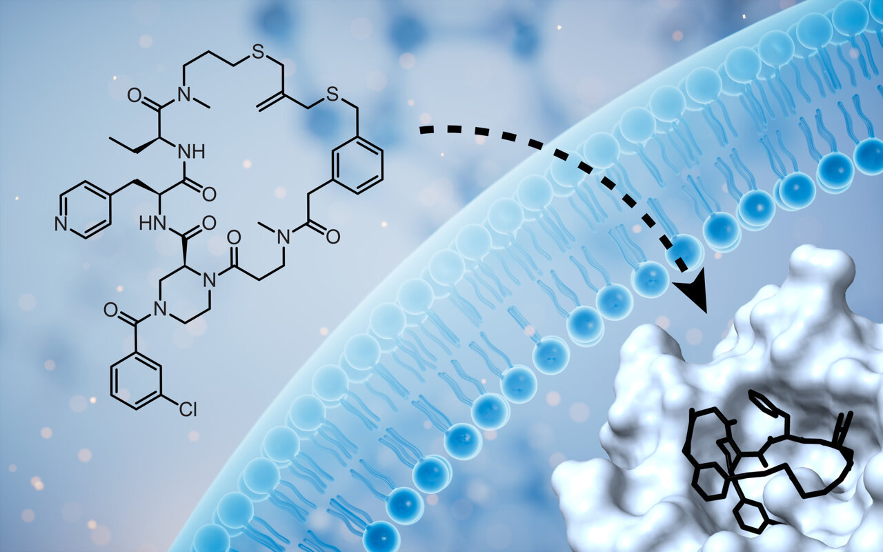 Synthesized peptides can slip into cells to block hard-to-target ...