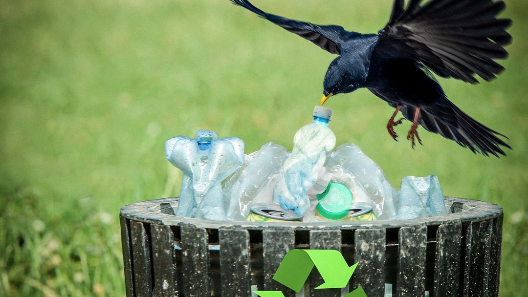 Top 5 craziest animal jobs