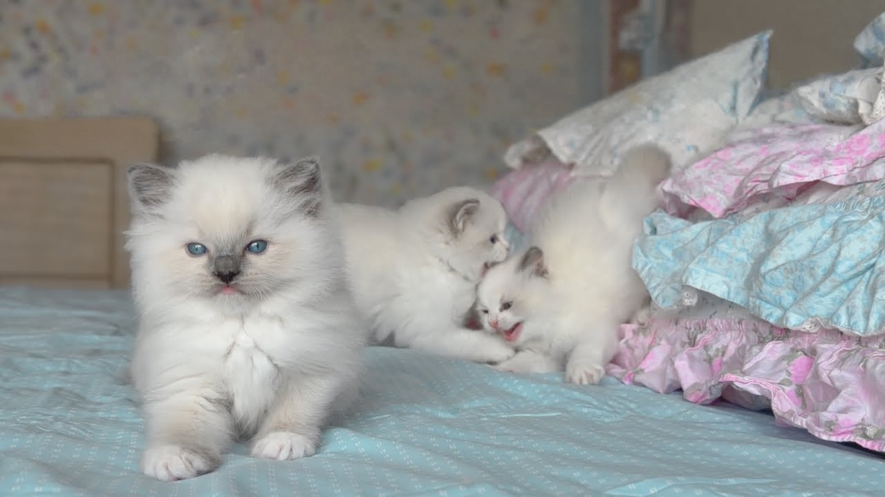 The cozy places cats love to hide