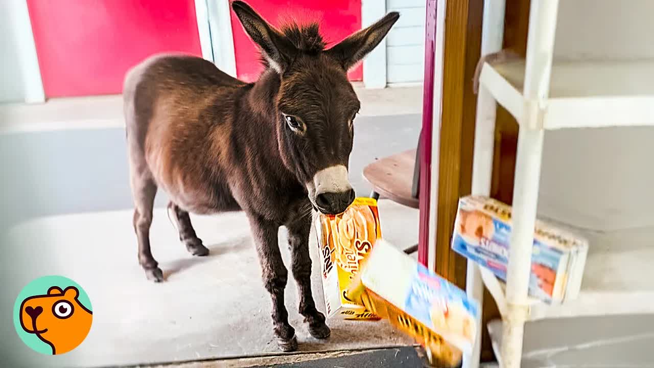 Mini donkey steals honey buns - but he's just after love and laughter