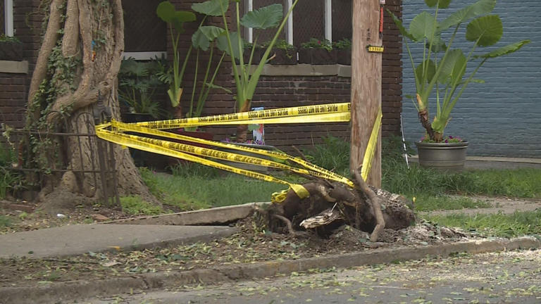 North Upper Street reopens after downed tree blocked roadway