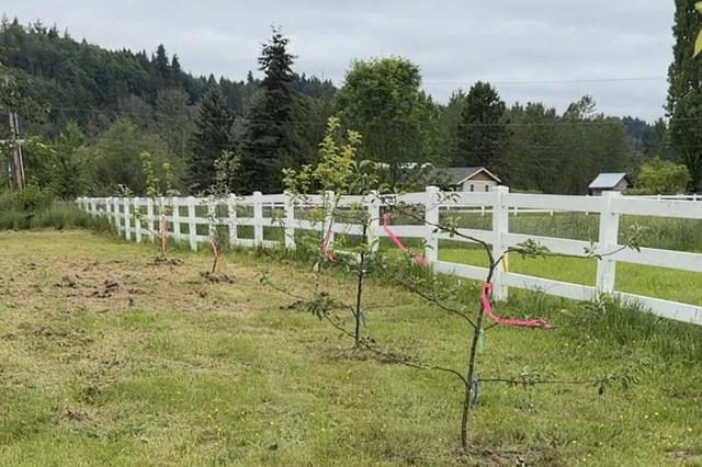 Homesteader finally plants apple trees after years of waiting as ...