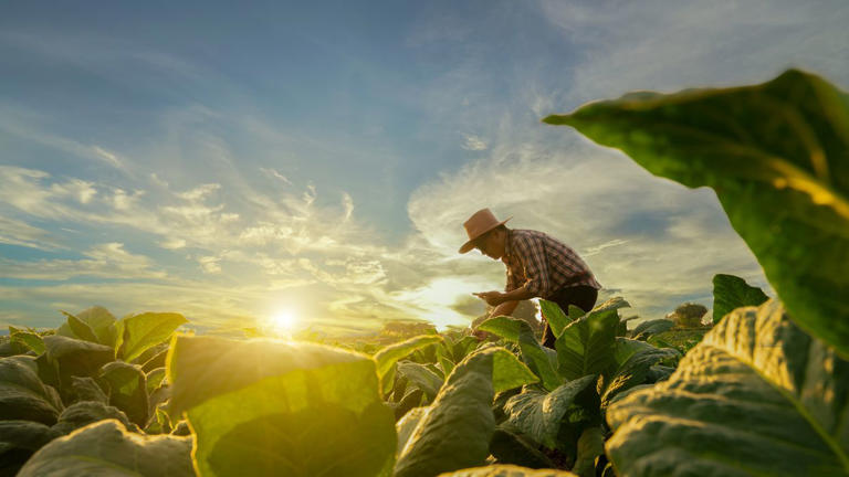 Ex-Trump aide says president 'punched farmers in the mouth' and GOP ...