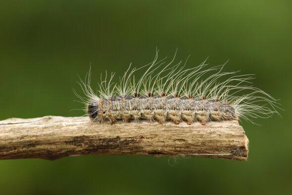 Households in England issued 'do not touch' warning as insect invasion ...